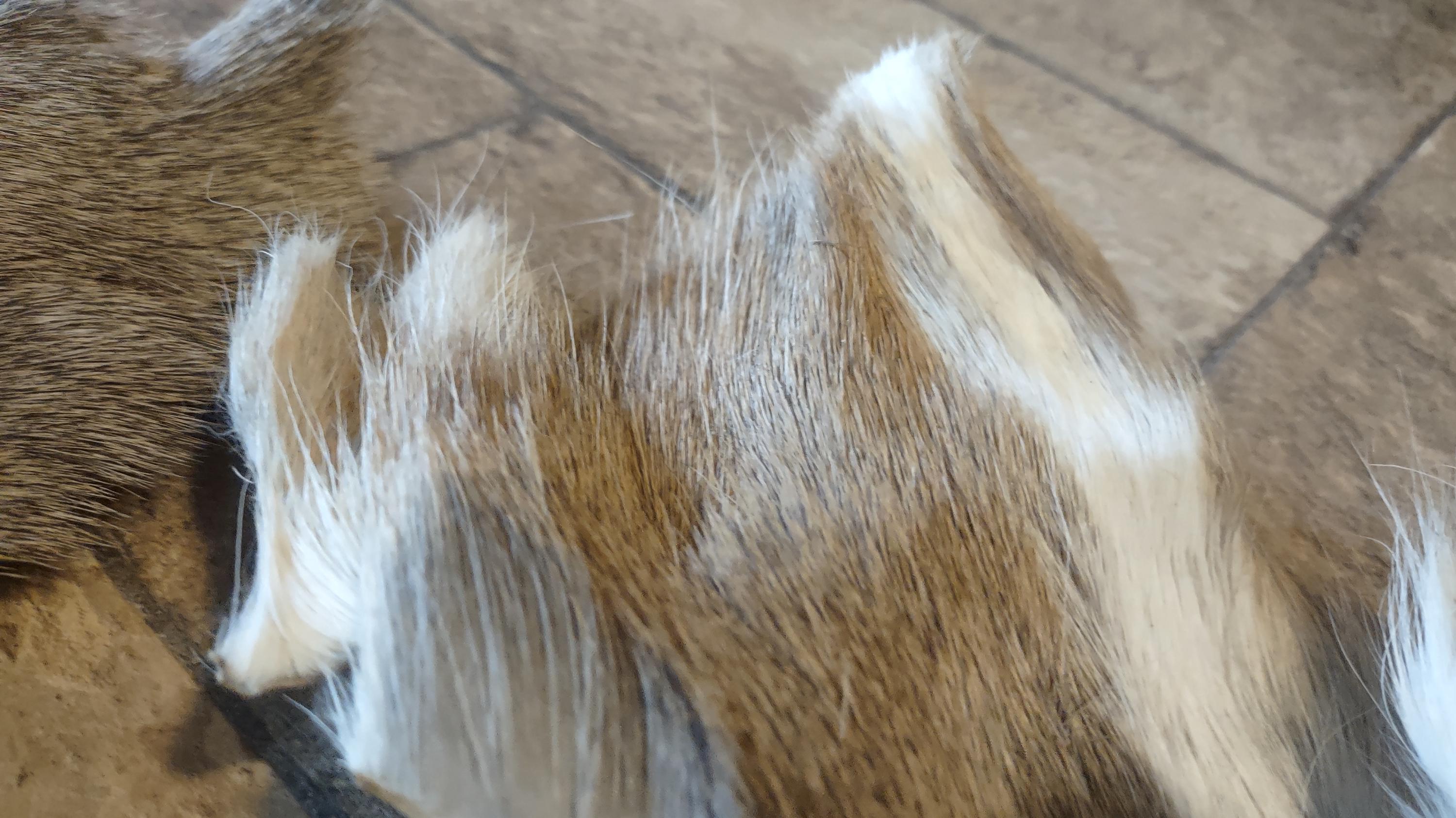 Whitetail Deer Hide Pieces Neck Hair and Belly Fly Tiers Cape - Etsy
