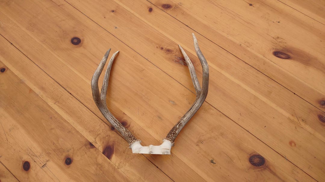 Mule Deer Buck Rack 2x2 Brown Fresh Wall Decor Cabin - Etsy