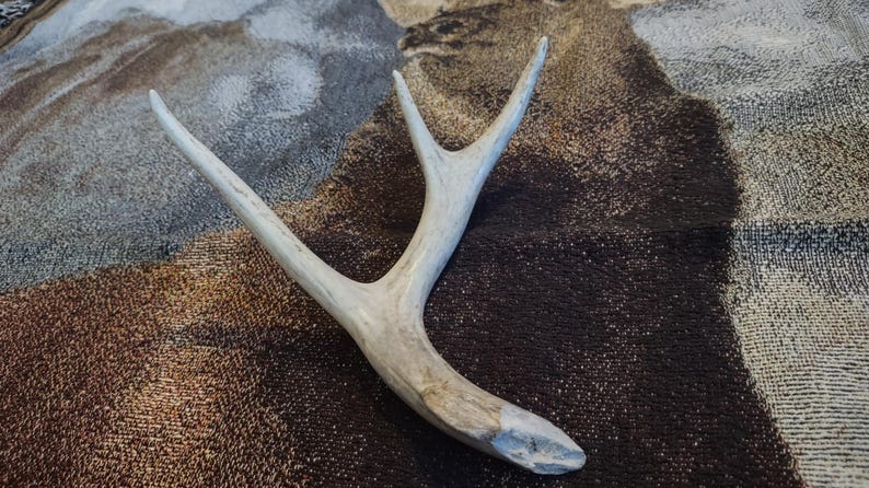 Whitetail Deer Antlers Horn Grade B Lot of 3 Log Cabin Craft Decor - Etsy