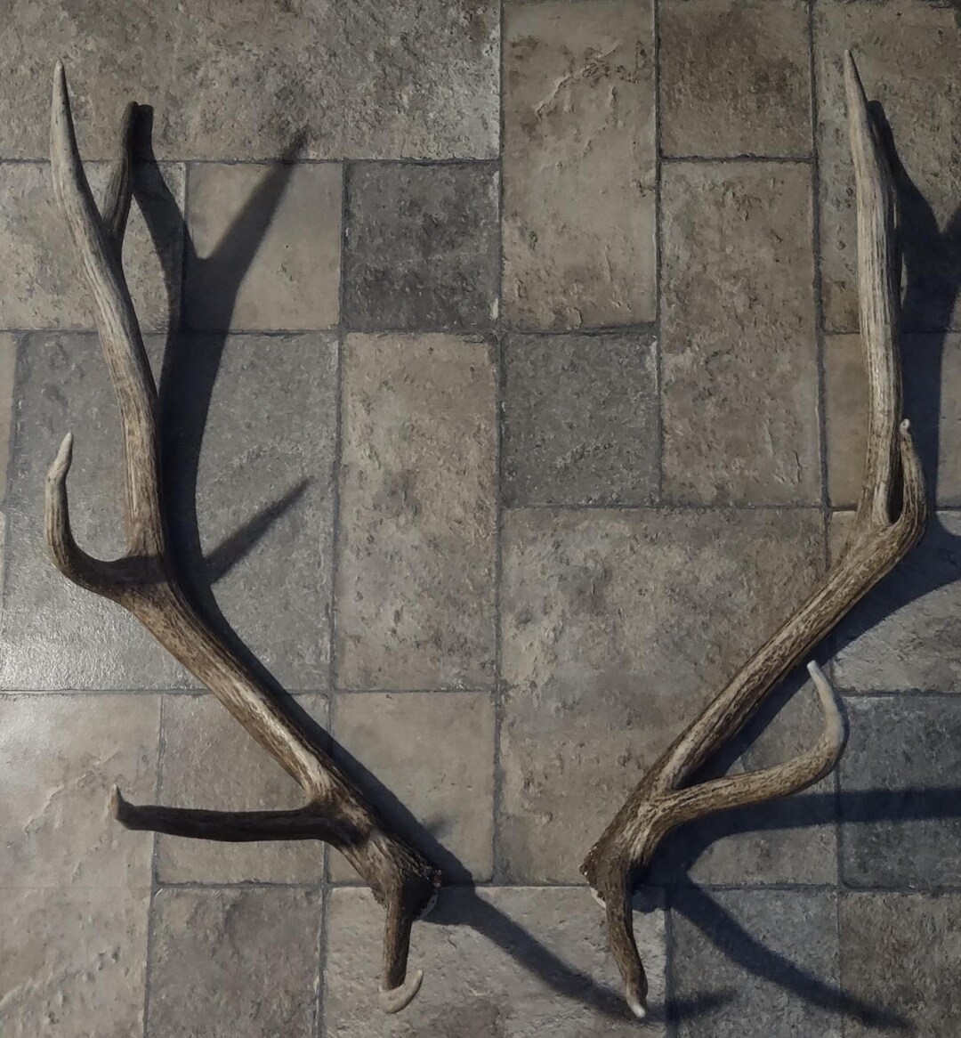 Elk Rack 5x5 Raghorn Bull Antler Horn Brown Grade A Cabin Home Decor ...