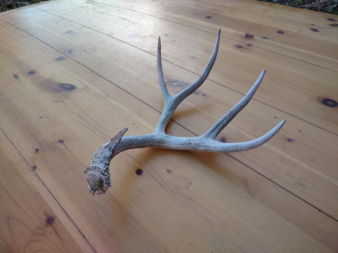 Big Muley Buck Antler Horn 5 Point Grade C - Etsy