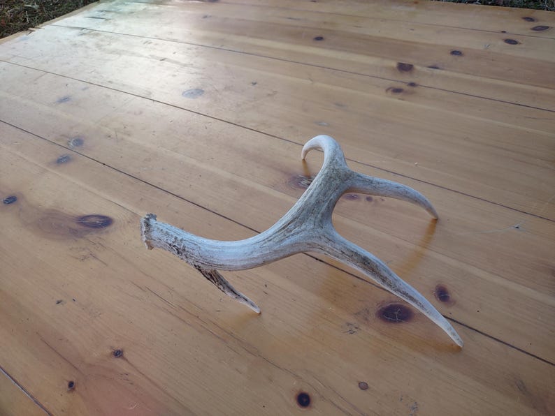 Big Whitetail Deer Antler 4 Point Grade B Hard White Horn - Etsy