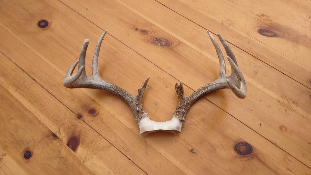 Big Beautiful 5x5 Whitetail Deer Rack Antler Grade A Brown Cabin Wall ...