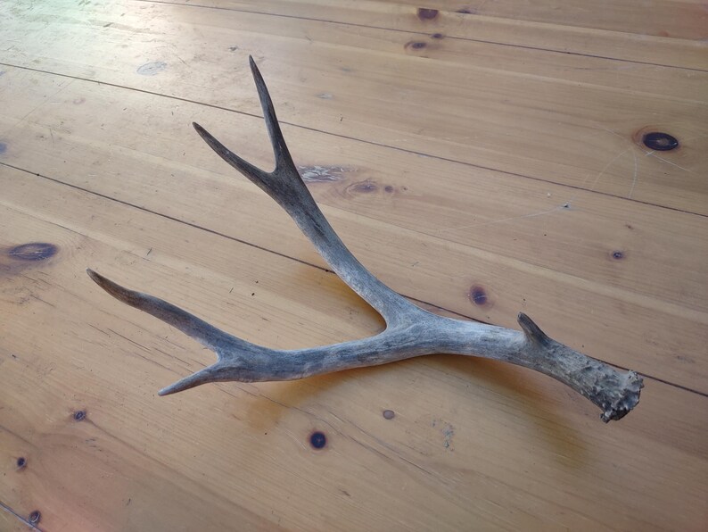 Mule Deer Antler 5 Point Grade B Hard White - Etsy