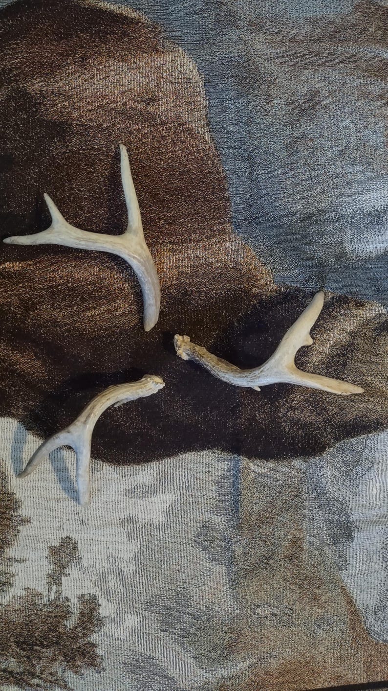 Whitetail Deer Antlers Horn Grade B Lot of 3 Log Cabin Craft Decor - Etsy