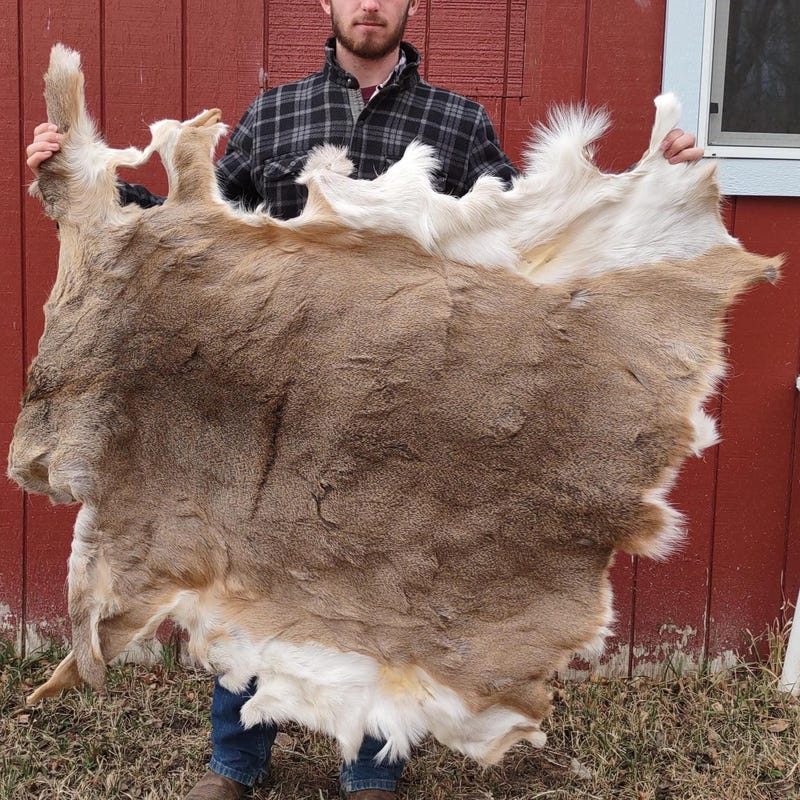 Whitetail Deer Hide - Etsy
