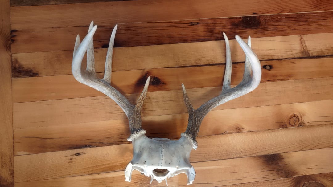 Montana Whitetail Buck Rack Antler Horn Deer Skull - Etsy
