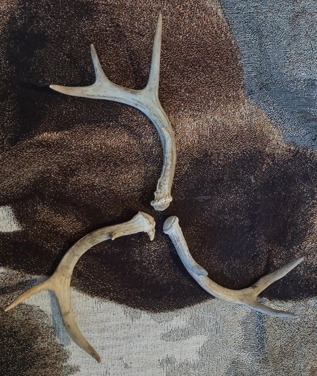 Whitetail Antlers Lot of 3 Horn Grade B Hard White Cabin Craft - Etsy