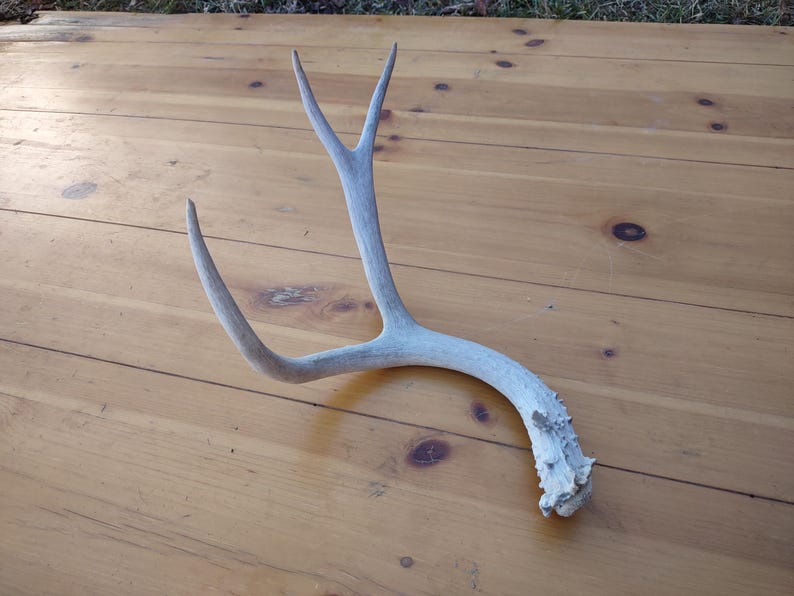 Mule Deer Buck Antler 4 Point Grade B Horn - Etsy