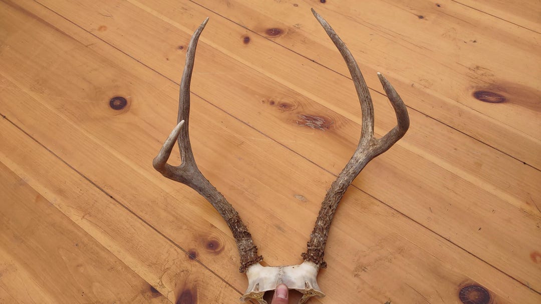 Nice Mule Deer Buck Rack 2x2 Brown Fresh Cabin Wall Decor - Etsy
