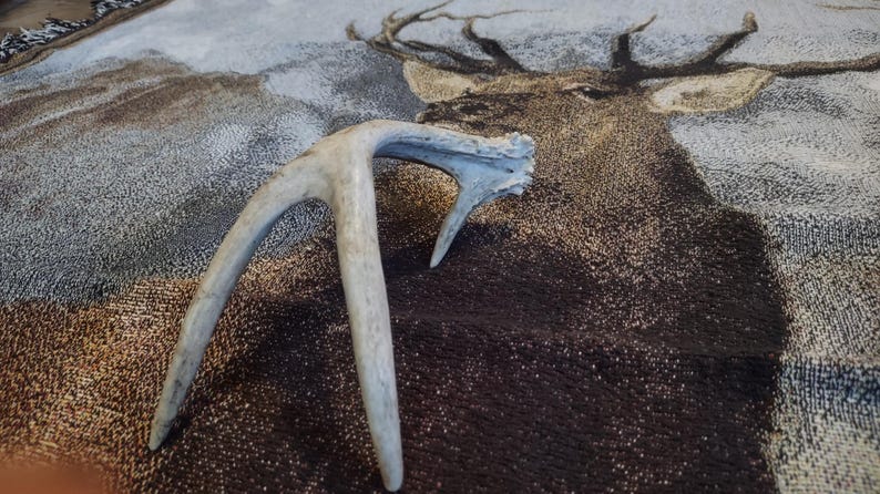 Whitetail Deer Antlers Horn Grade B Lot of 3 Log Cabin Craft Decor - Etsy