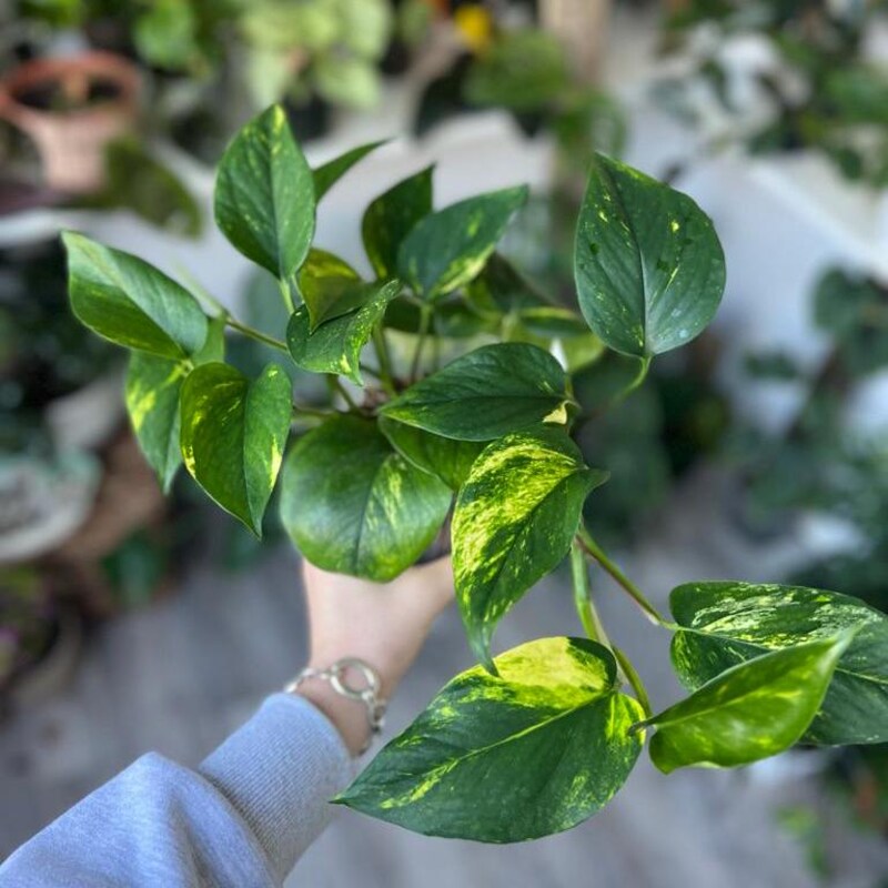 Golden Pothos - Etsy