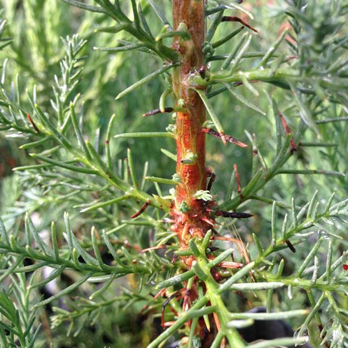 Giant Sequoia Tree Saplings - Etsy