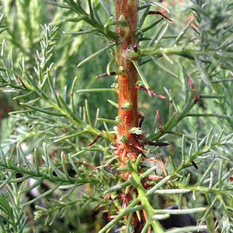 Giant Sequoia Tree Saplings - Etsy