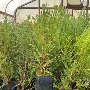 Giant Sequoia Tree Saplings - Etsy