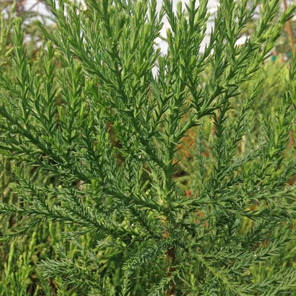 Giant Sequoia Tree Saplings - Etsy