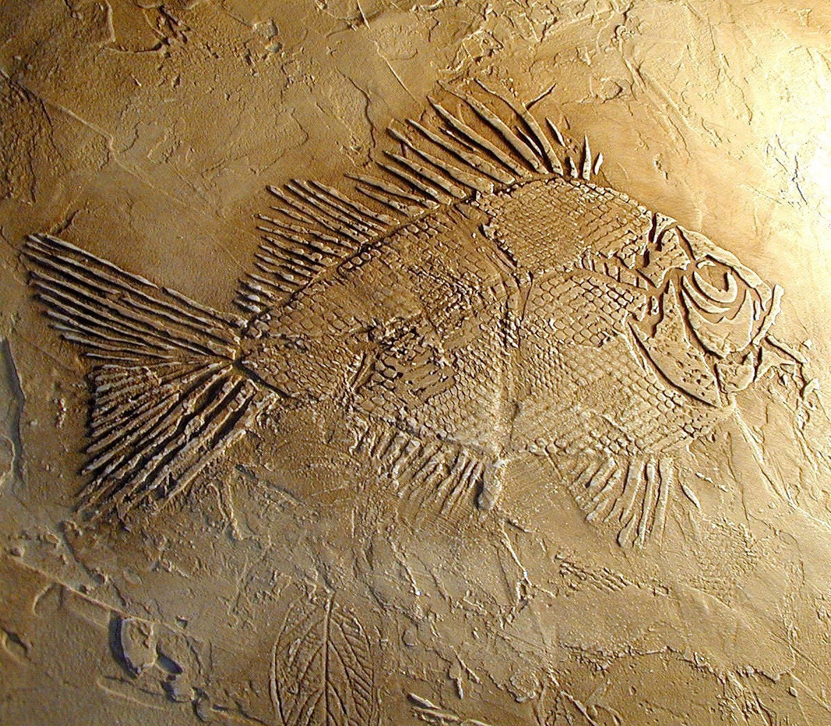 Prehistoric Large Fish Fossil Stencil Raised Plaster Stencil - Etsy
