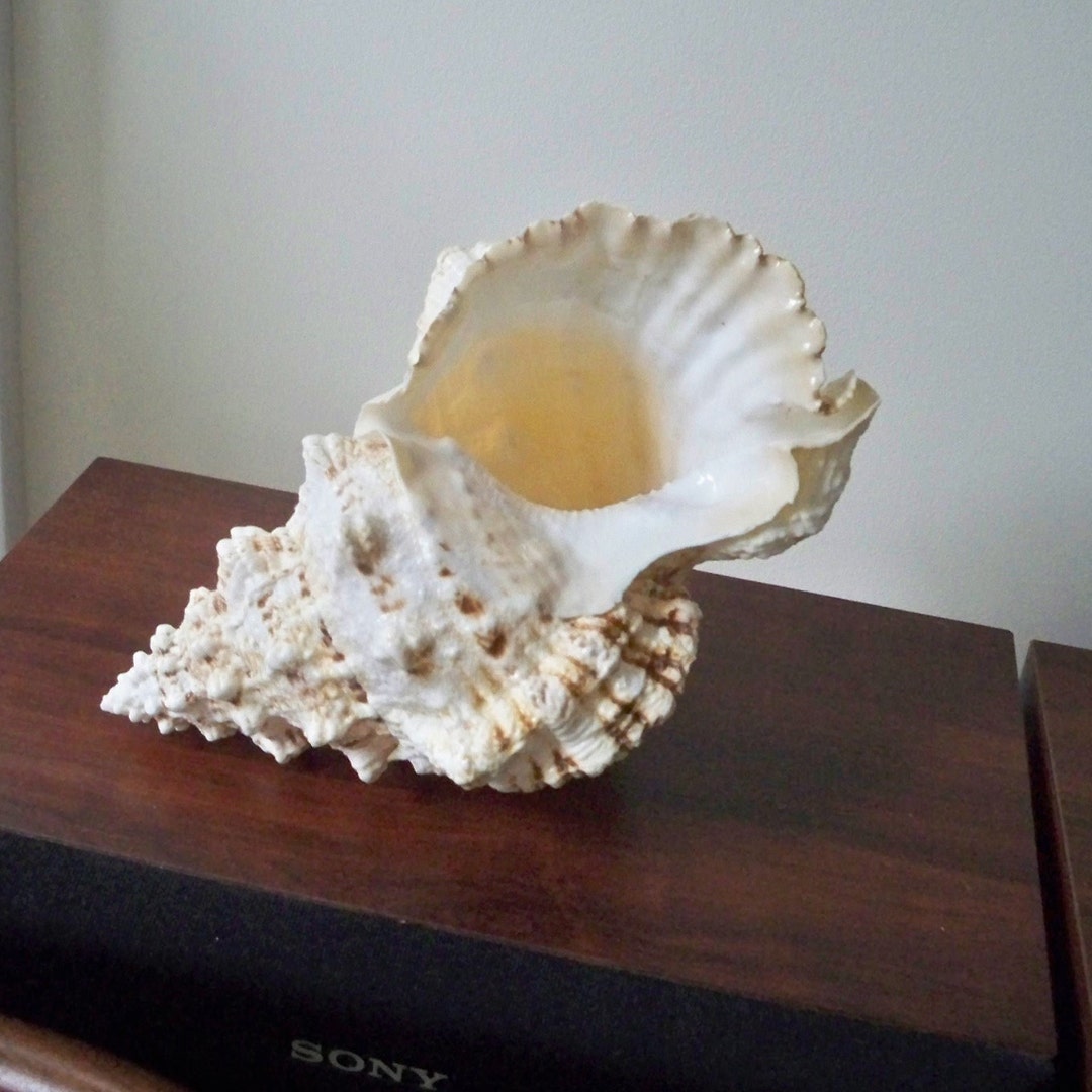 Natural Conch Seashell Frog Horn Large Size Collectible Decor - Etsy