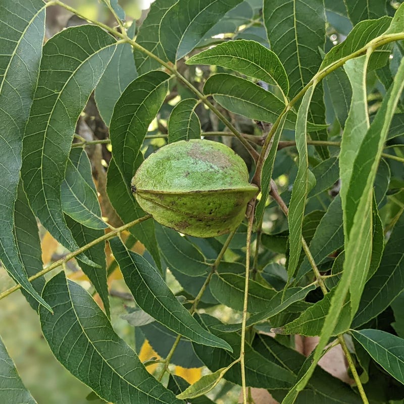 Pecan Tree - Etsy