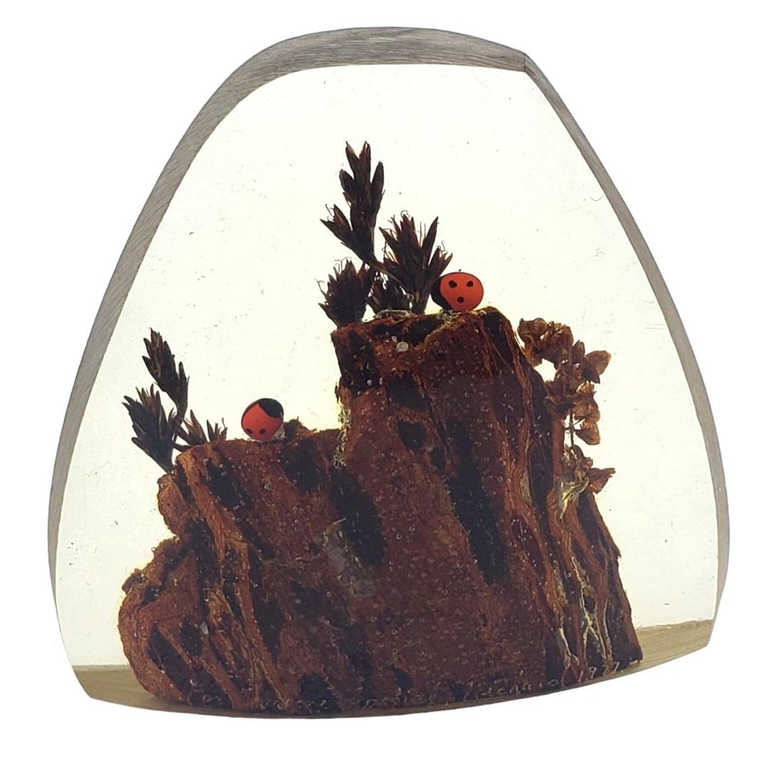 Vintage Lucite Paperweight Realistic Ladybugs Natural Wood Display - Etsy