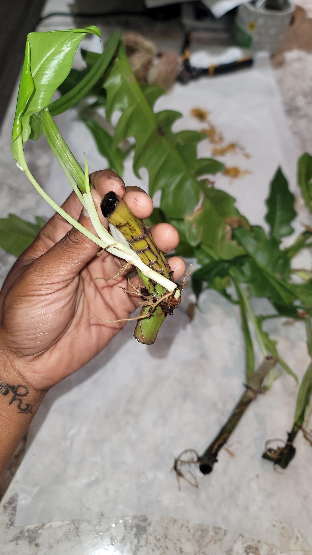 Philodendron Jungle Boogie Rooted Cuttings | Rare Aroid Houseplant ...