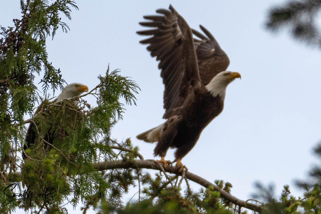 2 Bald Eagles Flying off the Limb - Etsy