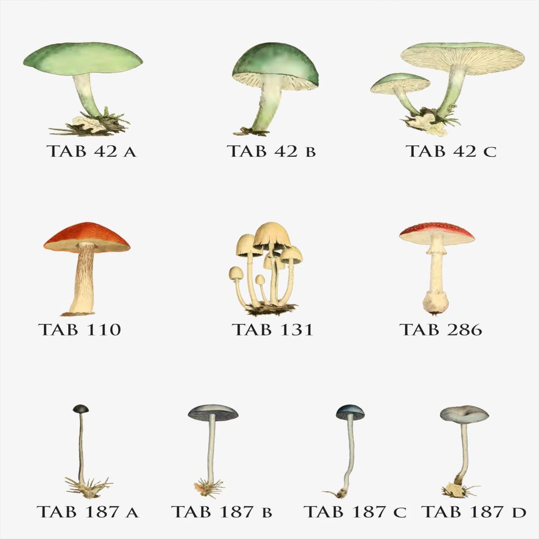 Vintage Vector Fungi – SVG & PNG Bundle - Etsy