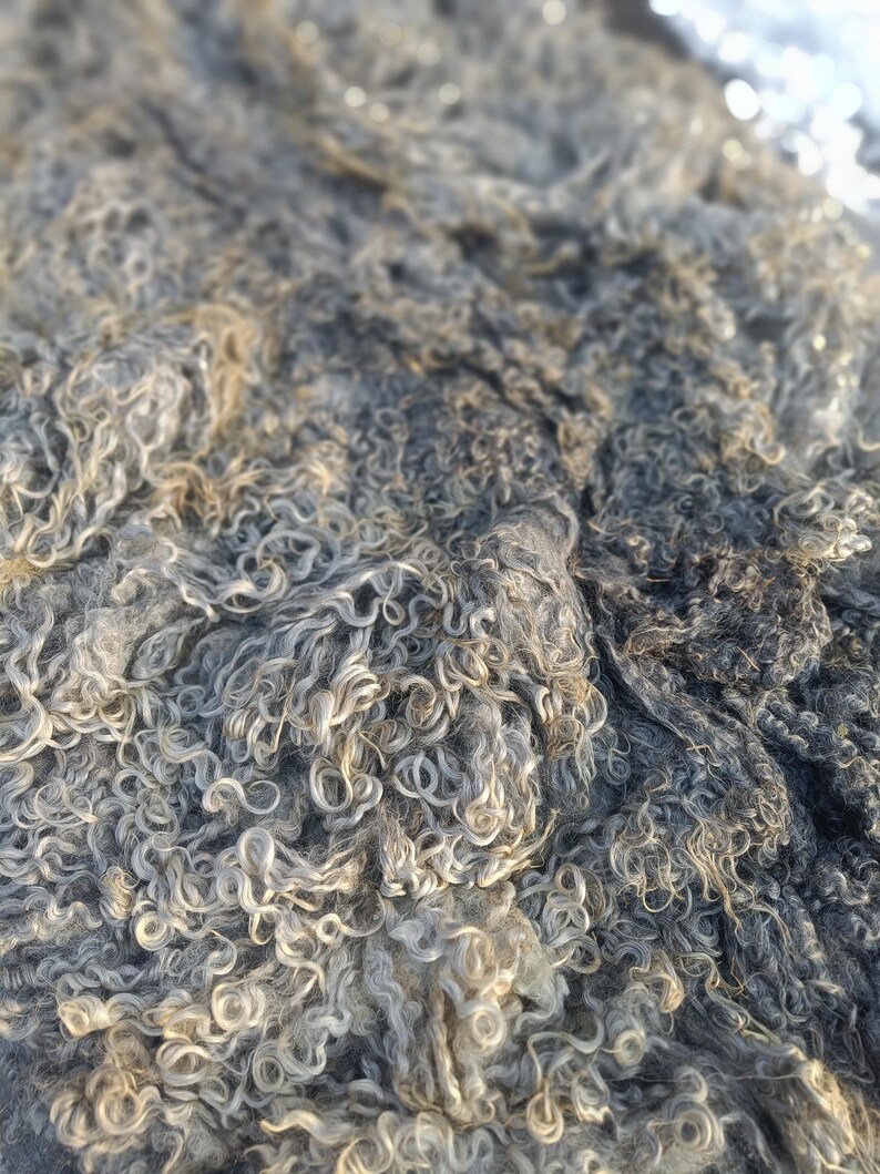 Swedish Gotland Sheep Raw Wool Felting Fleece, or Loose Gorgeous Curls ...