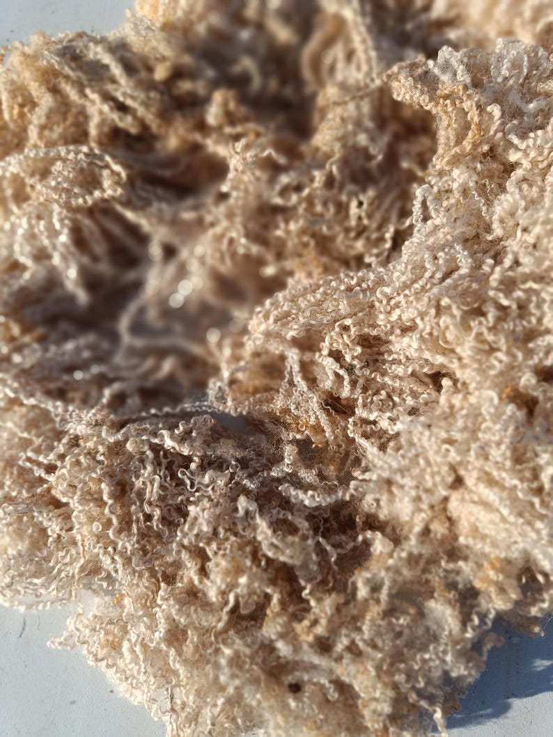 Bluefaced Leicester Sheep Raw Wool – Premium Handspinning Wool (9–13 Cm Staple Length) - Etsy