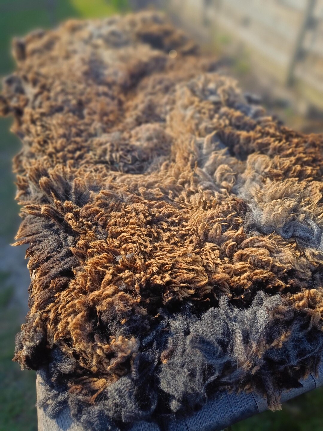 Blue Texel Raw Wool, Spinning Wool but Could Partially Be Used for ...