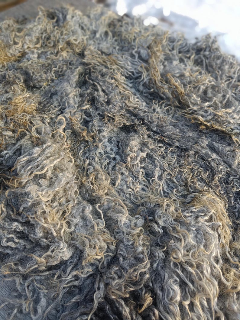 Swedish Gotland Sheep Raw Wool Felting Fleece, or Loose Gorgeous Curls ...