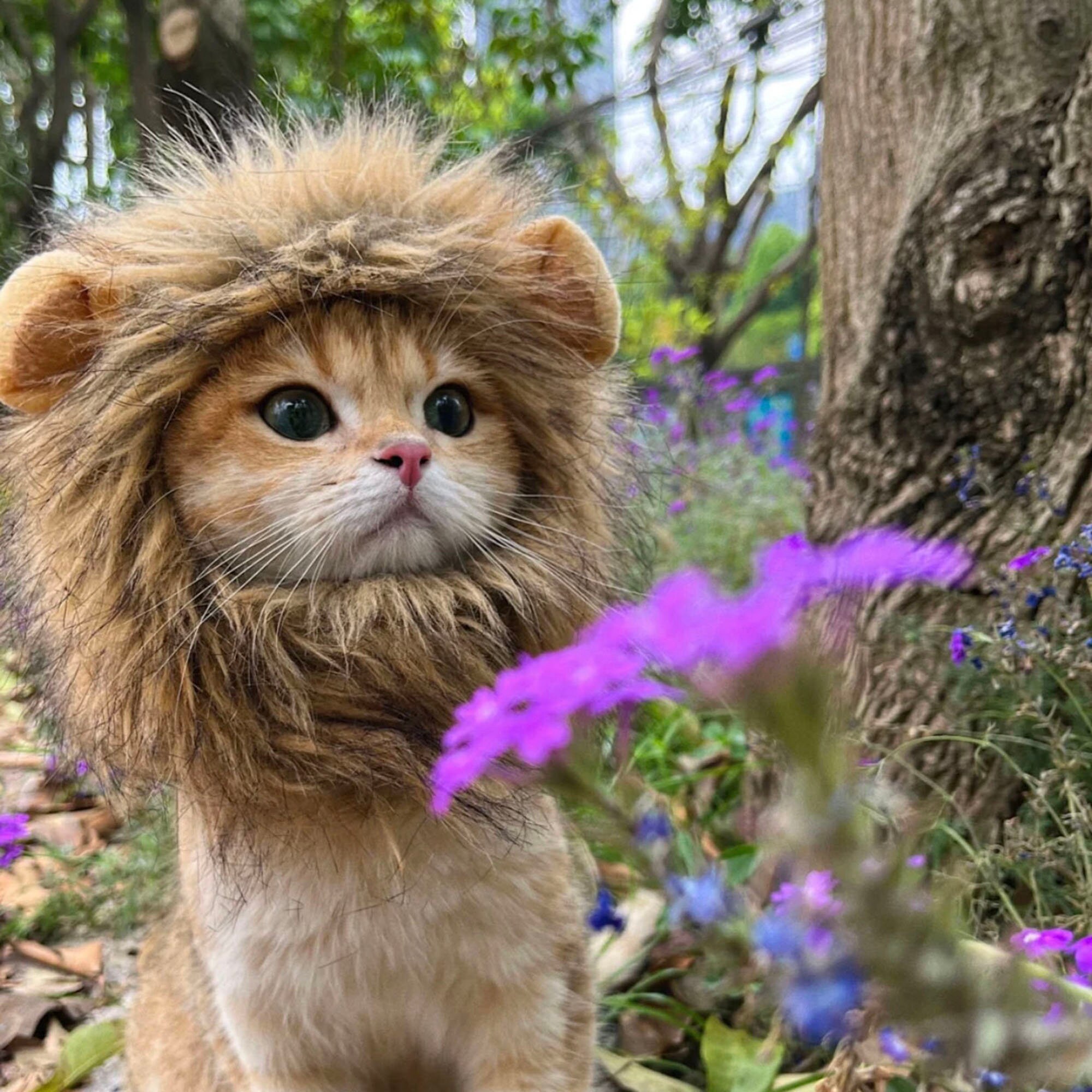 Cats In Lion Costumes