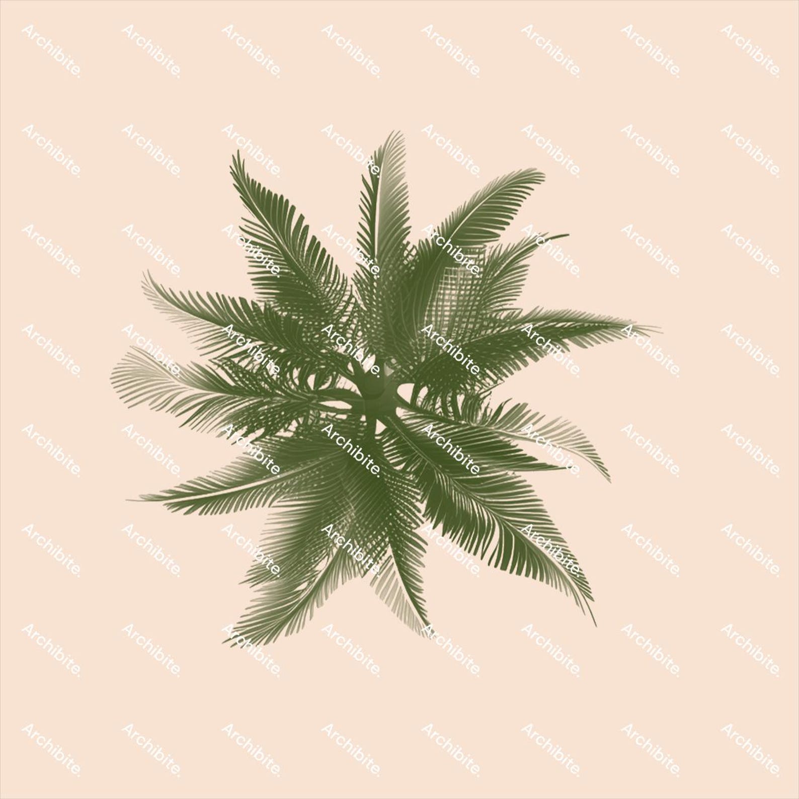 Photoshop Brushes - Palm Trees Plan - Etsy