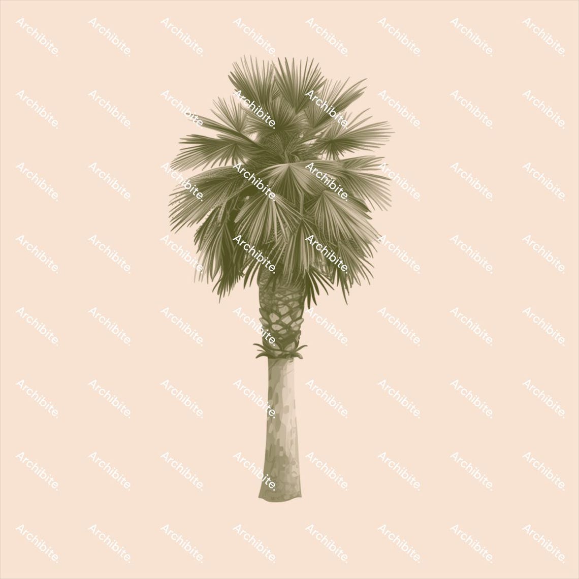 Photoshop Brushes - Palm Trees Elevation - Etsy