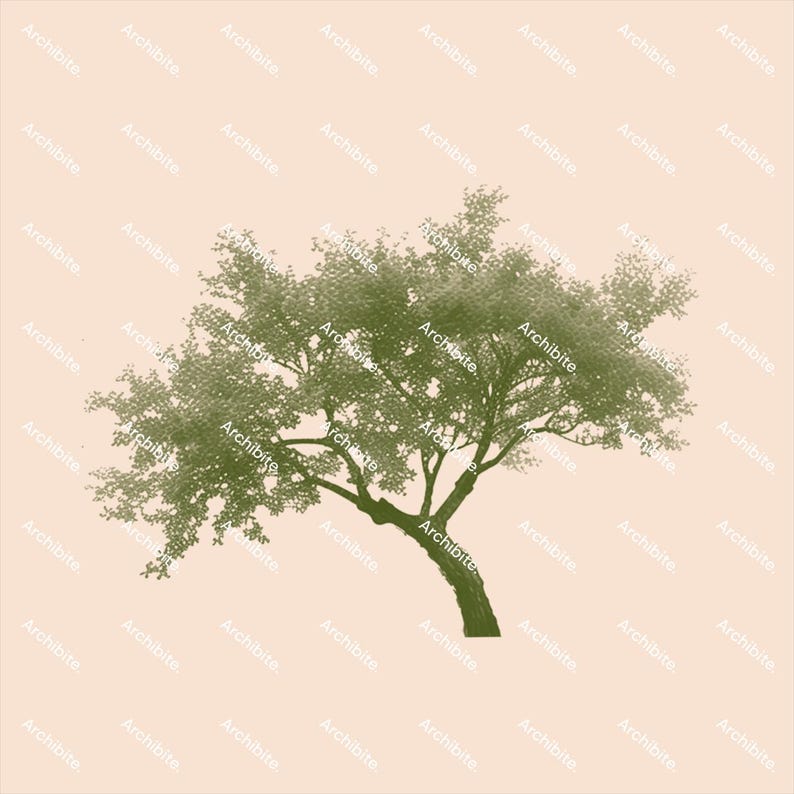 Photoshop Brushes - Summer Trees Elevation - Etsy