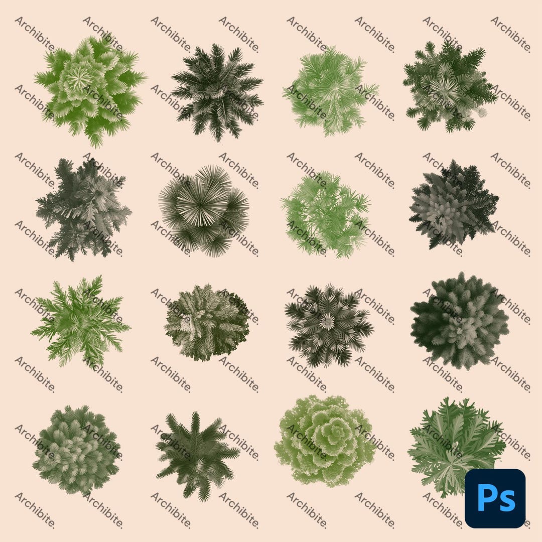 Photoshop Brushes - Conifer Tree Plan - Etsy