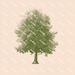 Photoshop Brushes - Summer Trees Elevation - Etsy