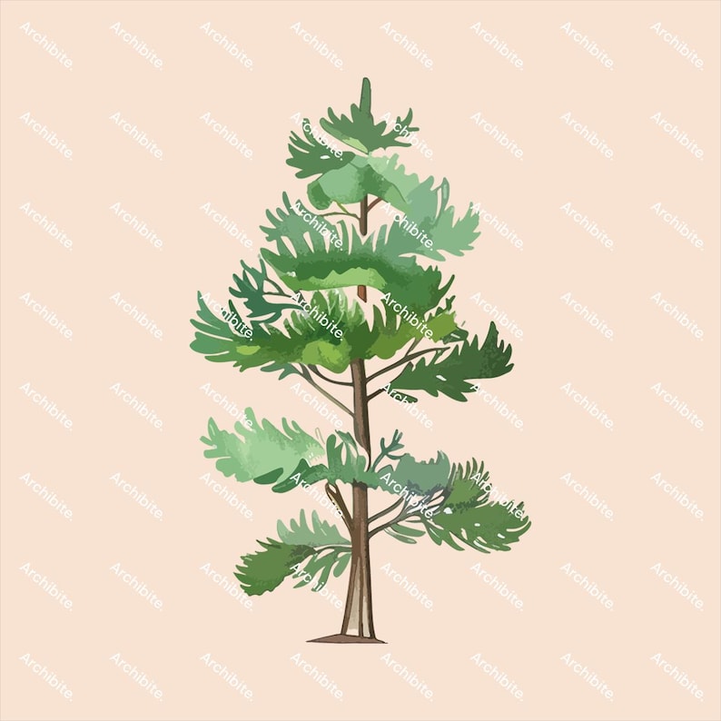 Vector Cutouts - Conifer Trees Elevation - Etsy