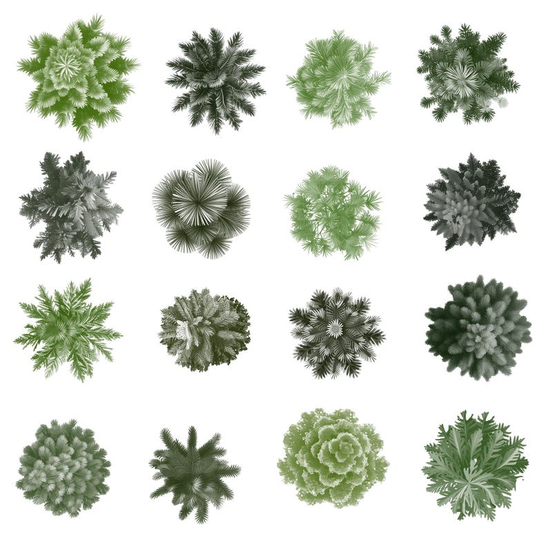 Photoshop Brushes Conifer Tree Plan - Etsy
