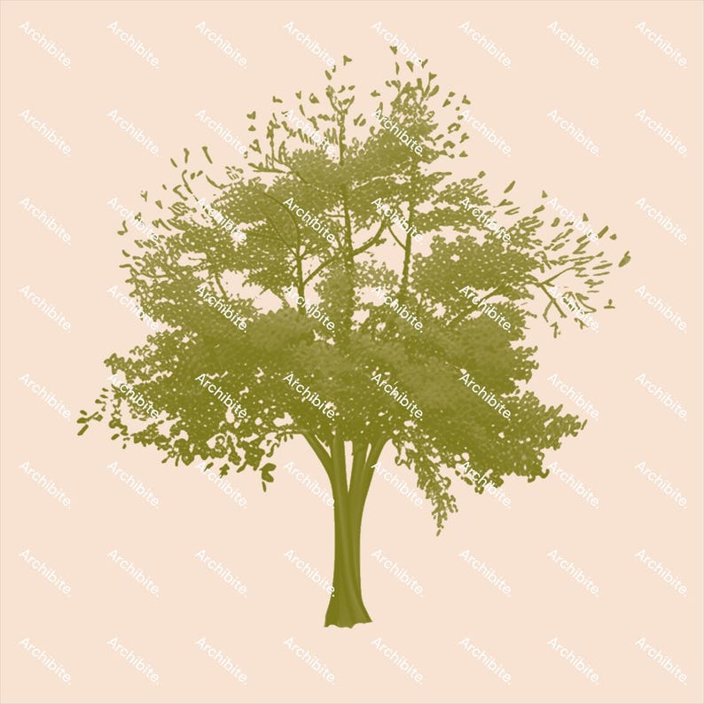 Photoshop Brushes - Autumn Trees Elevation - Etsy