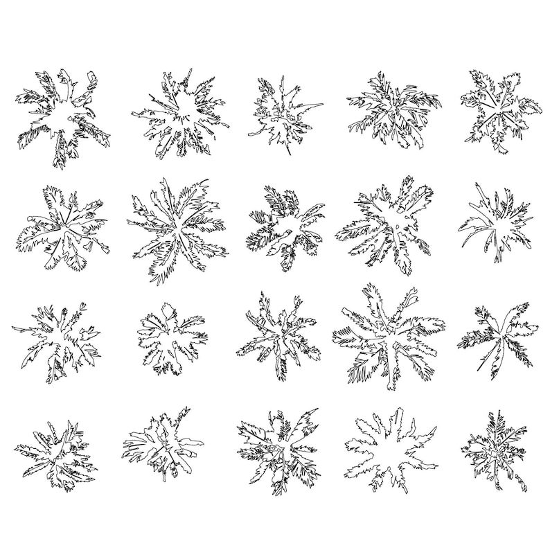 DWG Palm Trees Plan - Etsy