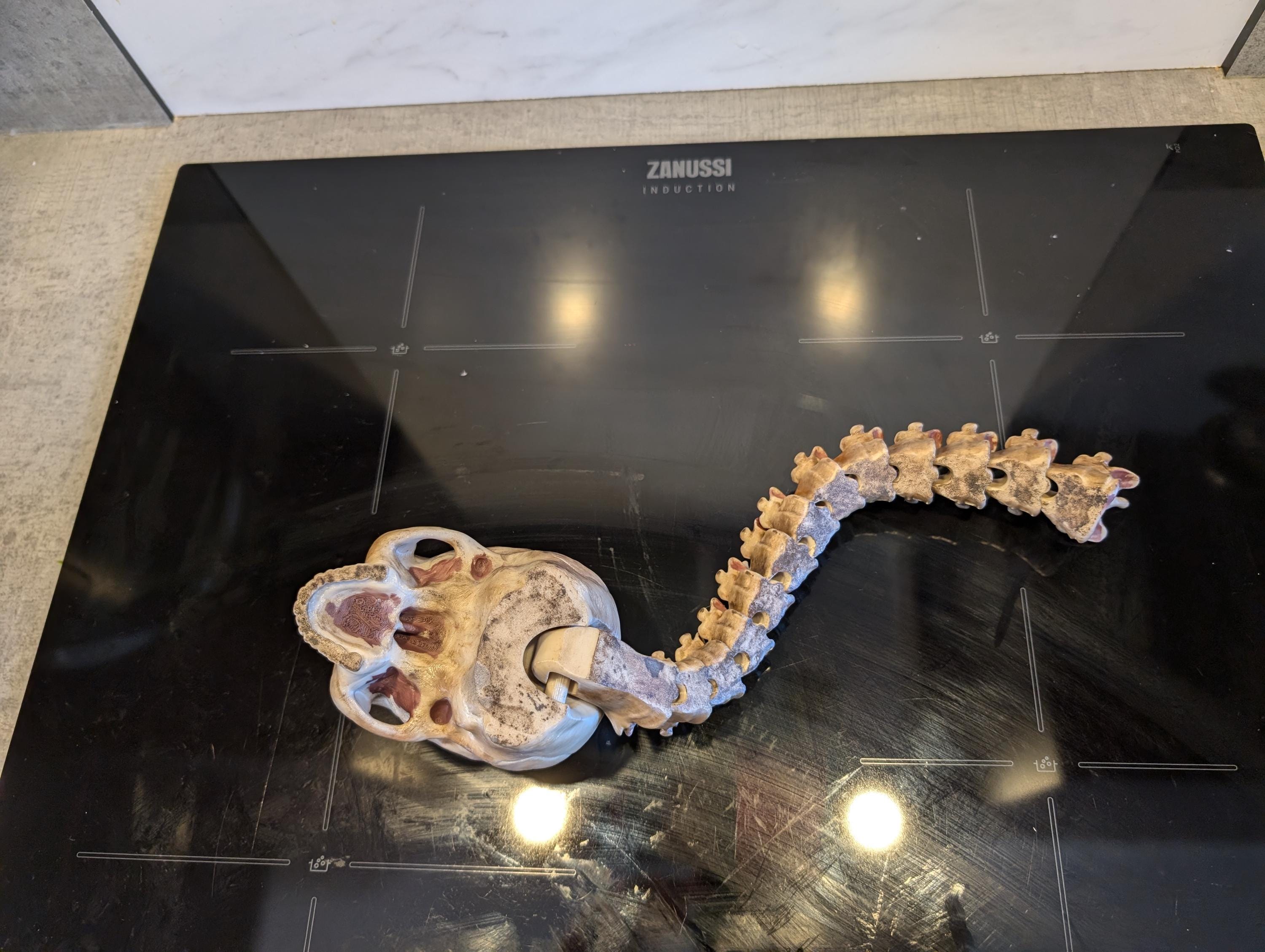 Realistic 3D Printed Human Skull With Spine Hand-painted and Weathered ...