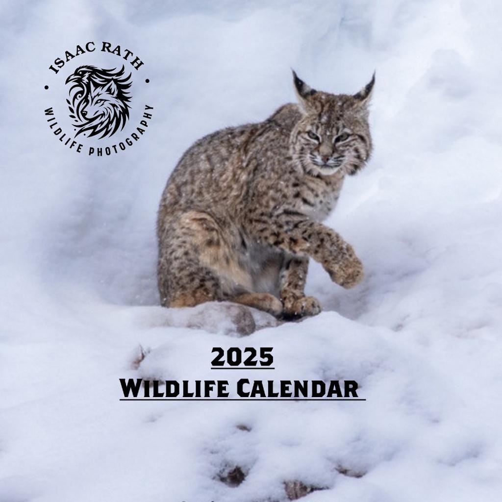 2025 Wildlife Calendar 8x8in - Etsy