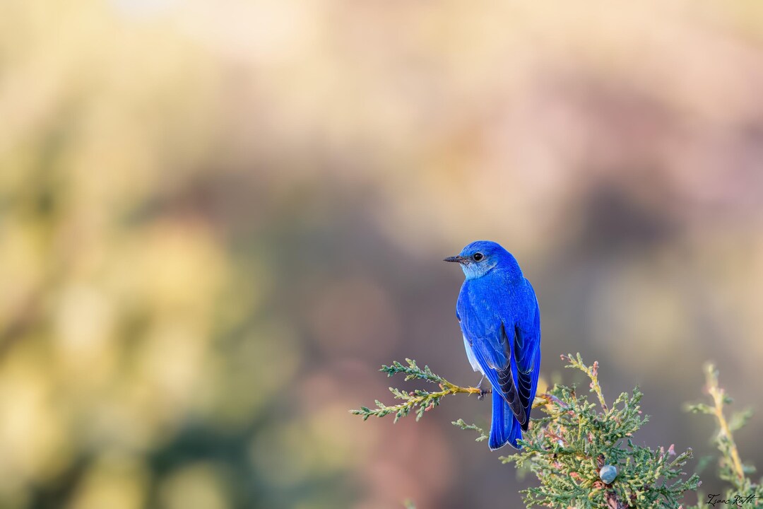 Mountain Bluebird - Katie's Favorite - Original Photo Print - Etsy
