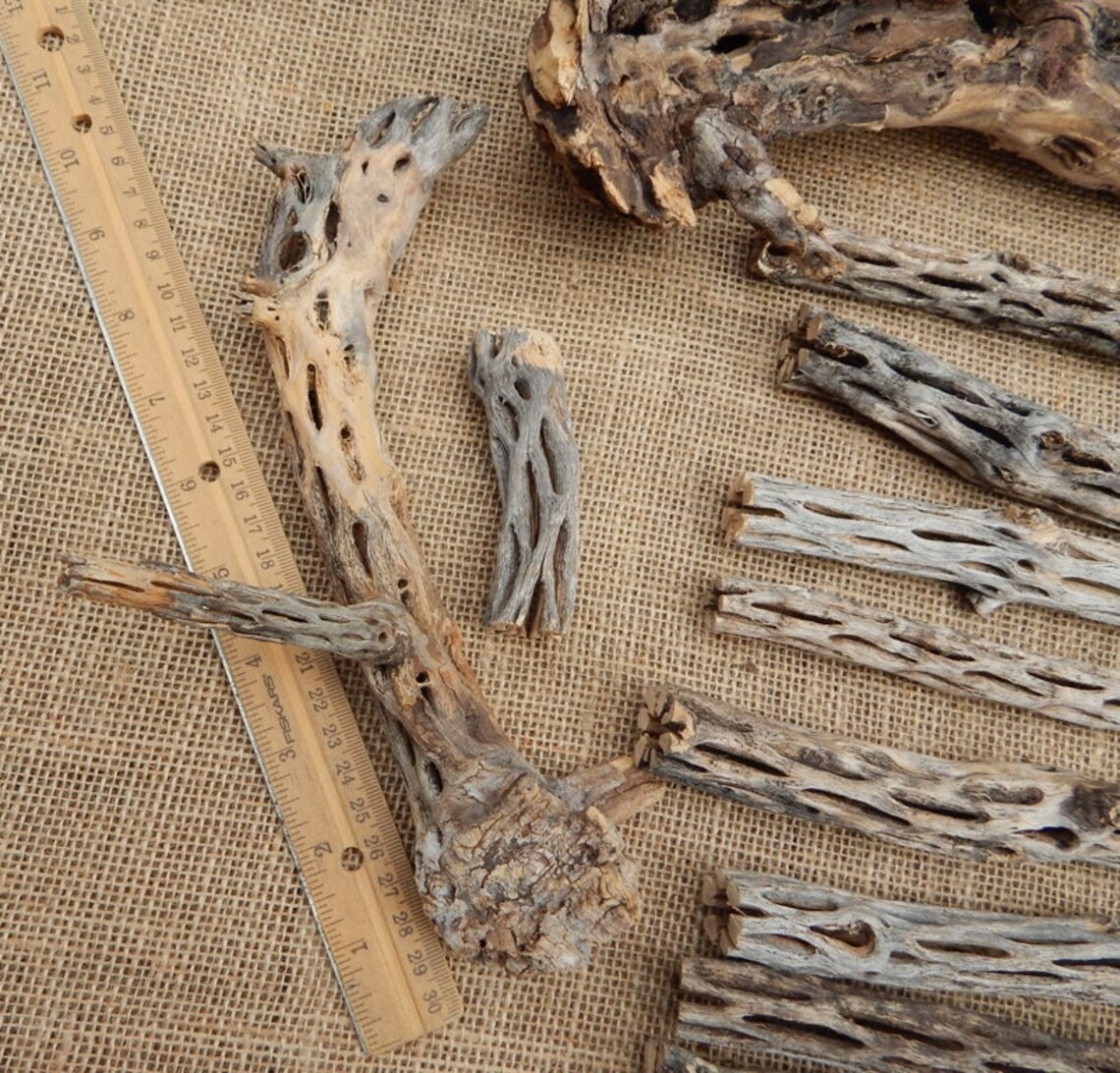 Cholla Cactus Wood / NM Desert Cholla Wood Naturally Aged / 16 - Etsy