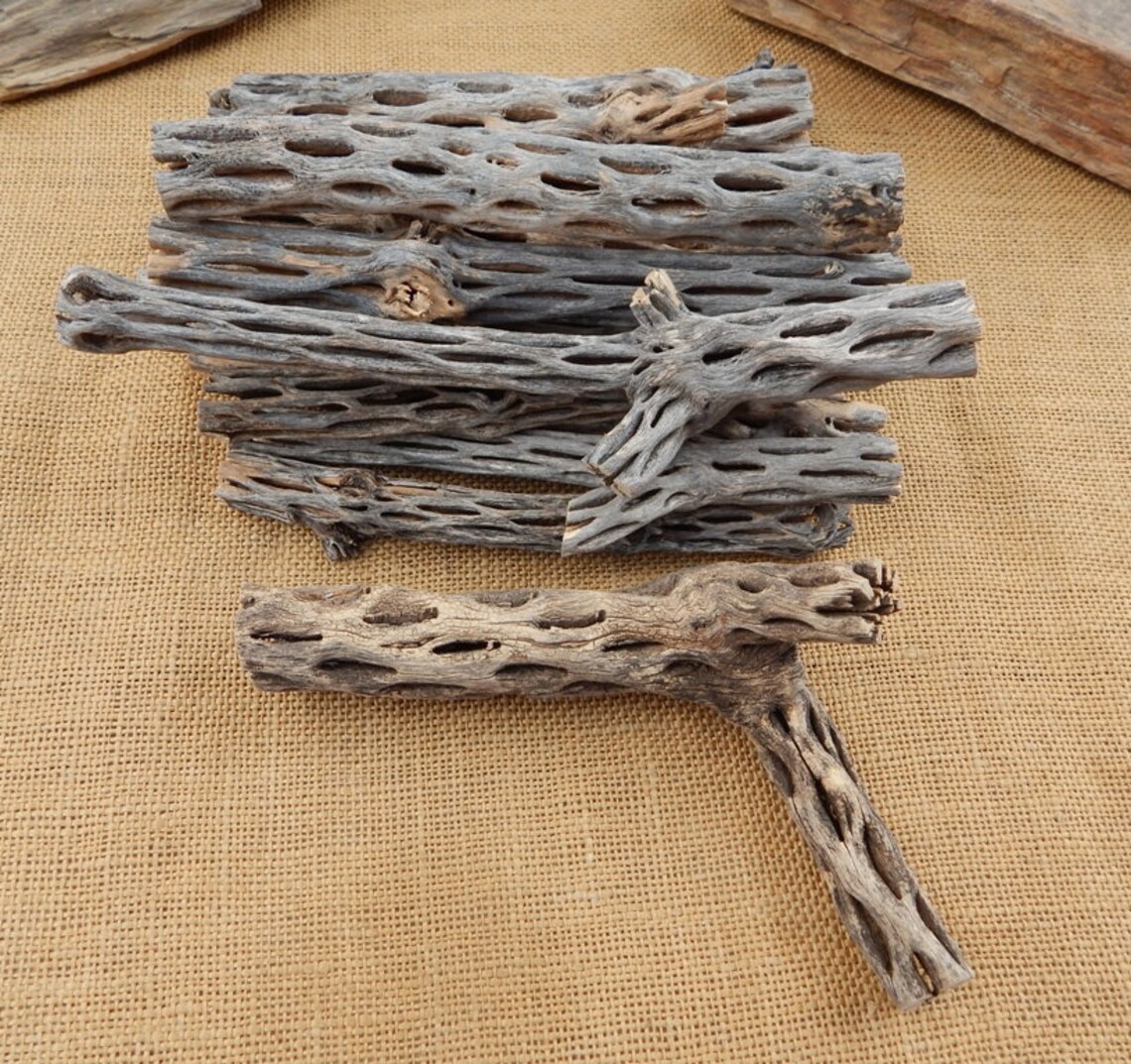 Cholla Cactus Wood / NM Desert Cholla Wood Naturally Aged / 15 | Etsy
