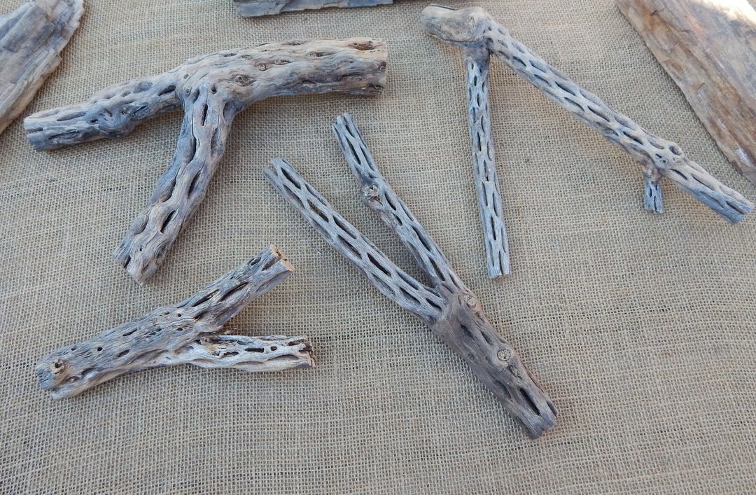 Cholla Cactus Wood / NM Desert Cholla Wood Naturally Aged / 4 Pieces ...