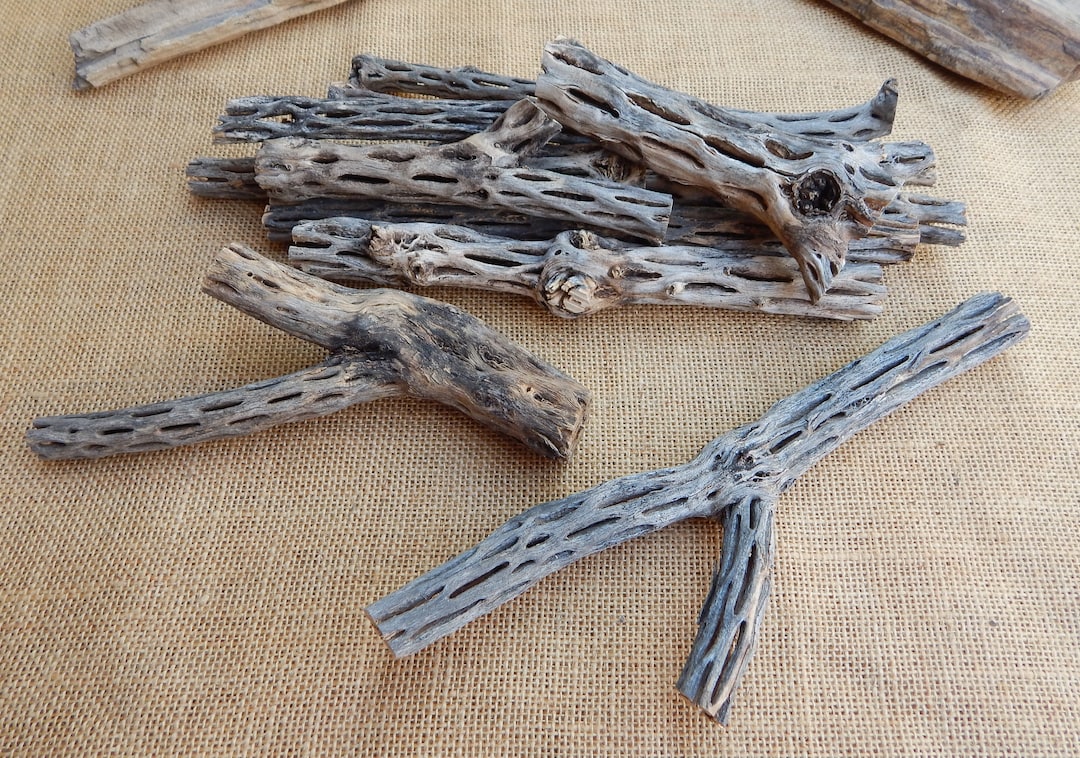 Cholla Cactus Wood / NM Desert Cholla Wood Naturally Aged / 12 Pieces ...