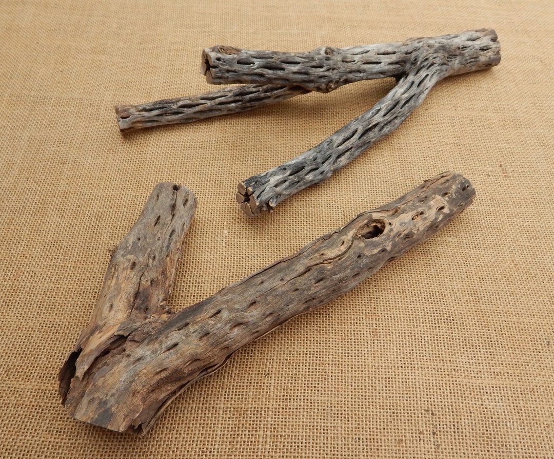 2 Large Pieces Cholla Cactus Wood / XL Thick & Rare Size and Shape / NM ...