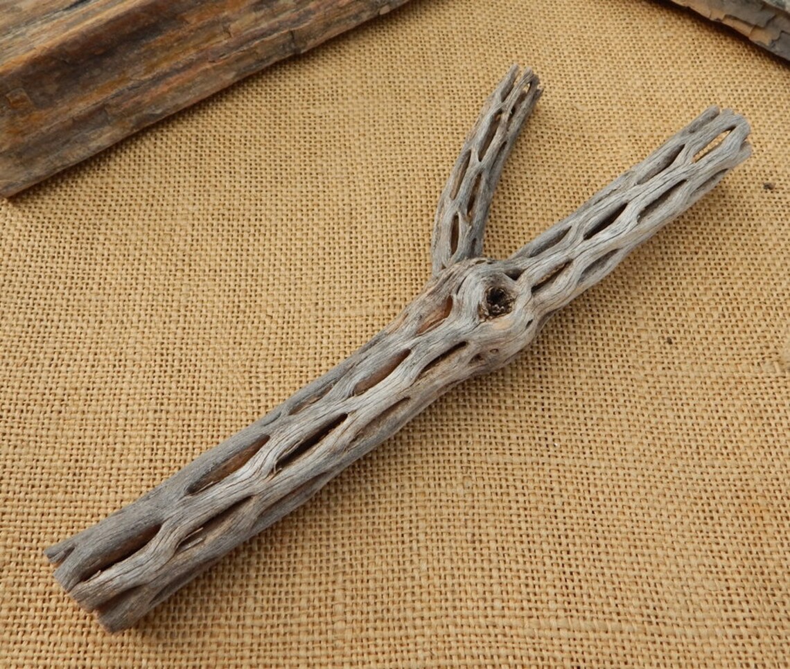 Large Cholla Cactus Wood / NM Desert Cholla Wood Naturally Aged / 2 ...
